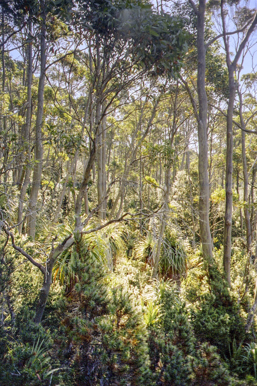 Mount Field National Park – Seatern Diaries