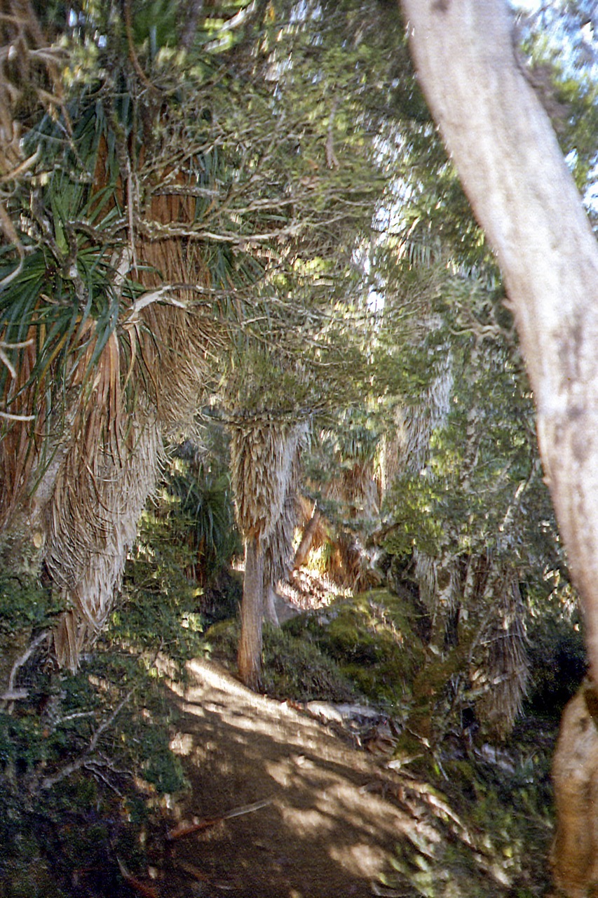 Mount Field National Park – Seatern Diaries